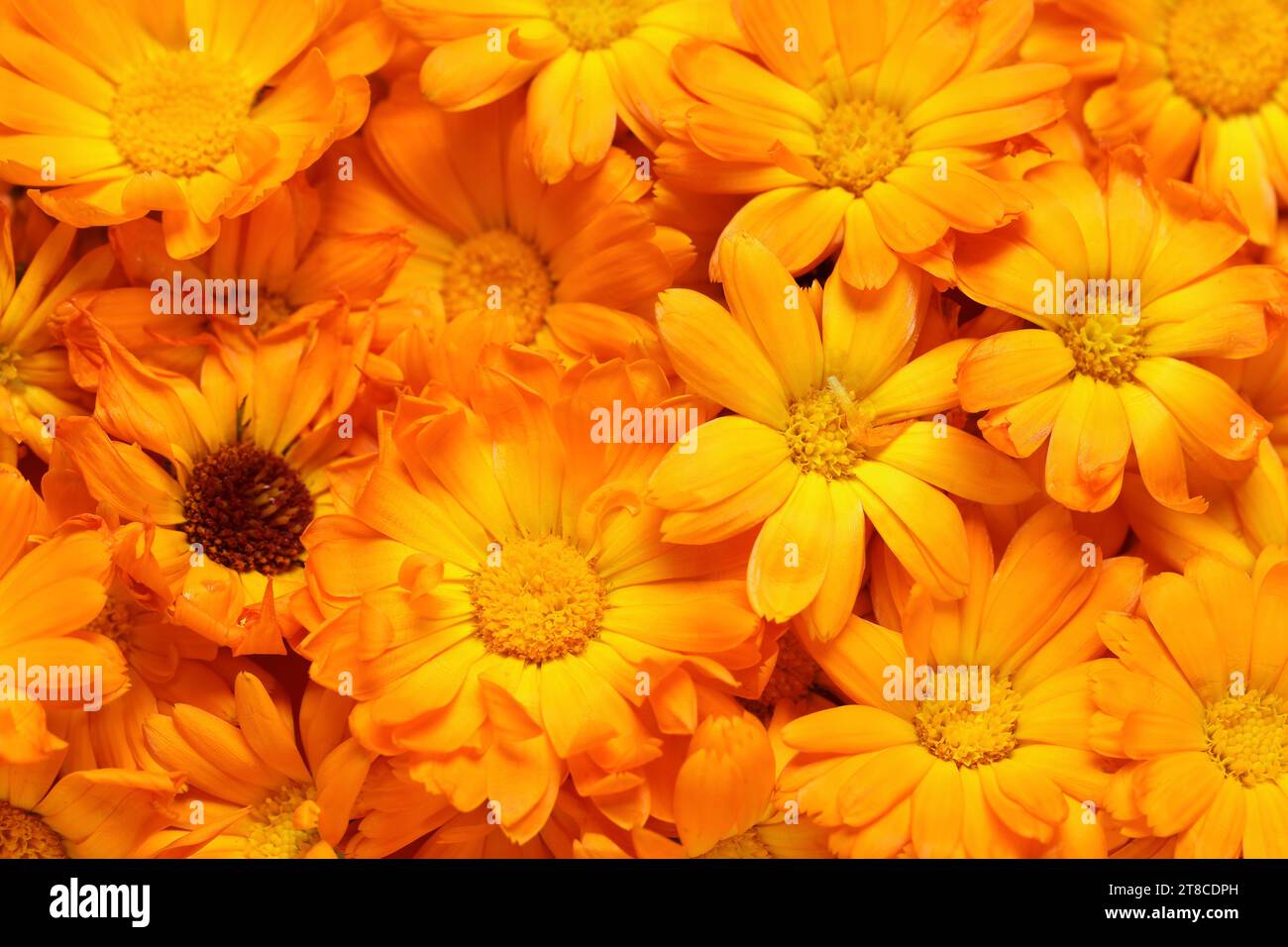 Beautiful fresh calendula flowers as background, closeup Stock Photo ...