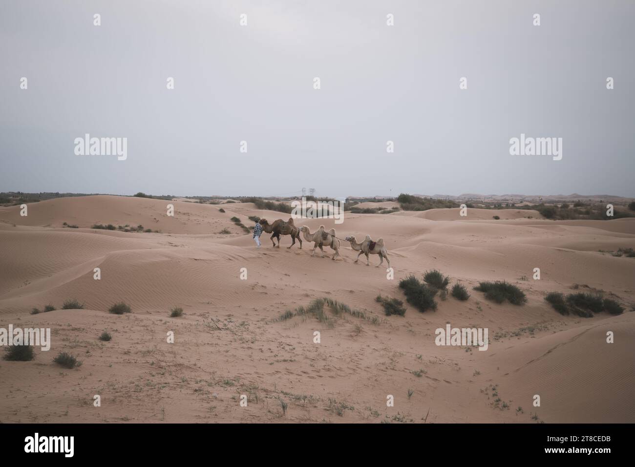 Caravan of camels. Kubuqi desert, Xiangshawan Resort, Inner Mongolia ...