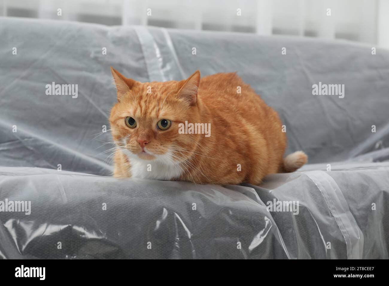 Cute ginger cat resting on sofa covered with plastic film at home Stock ...