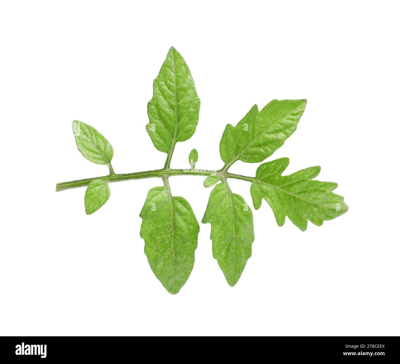 Branch of tomato plant with leaves isolated on white Stock Photo - Alamy