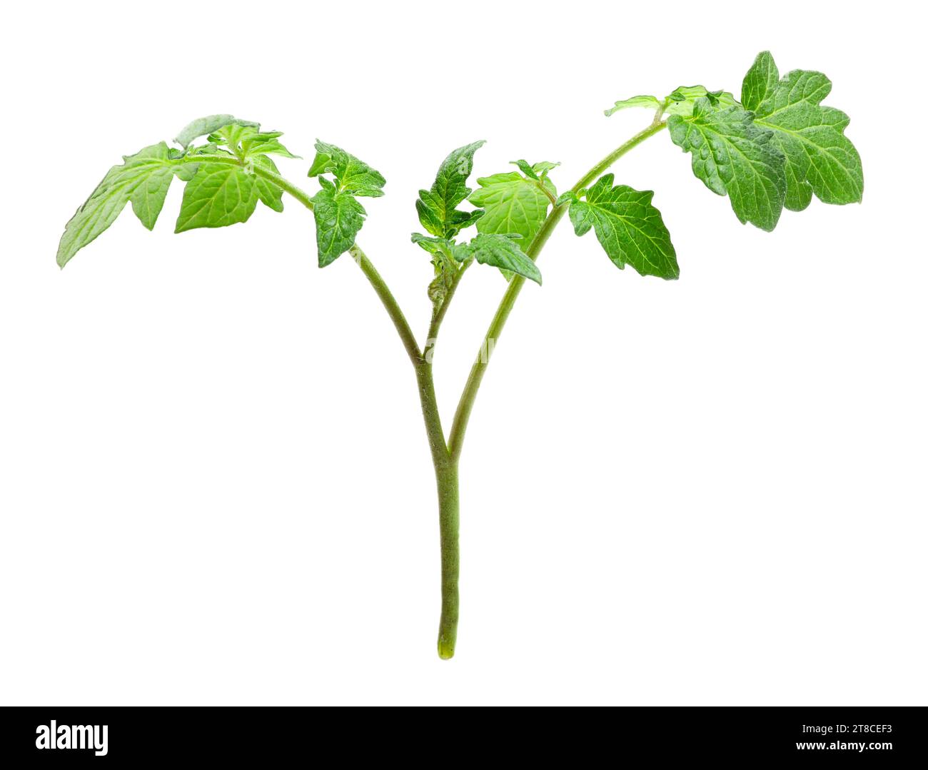Branch of tomato plant with leaves isolated on white Stock Photo - Alamy