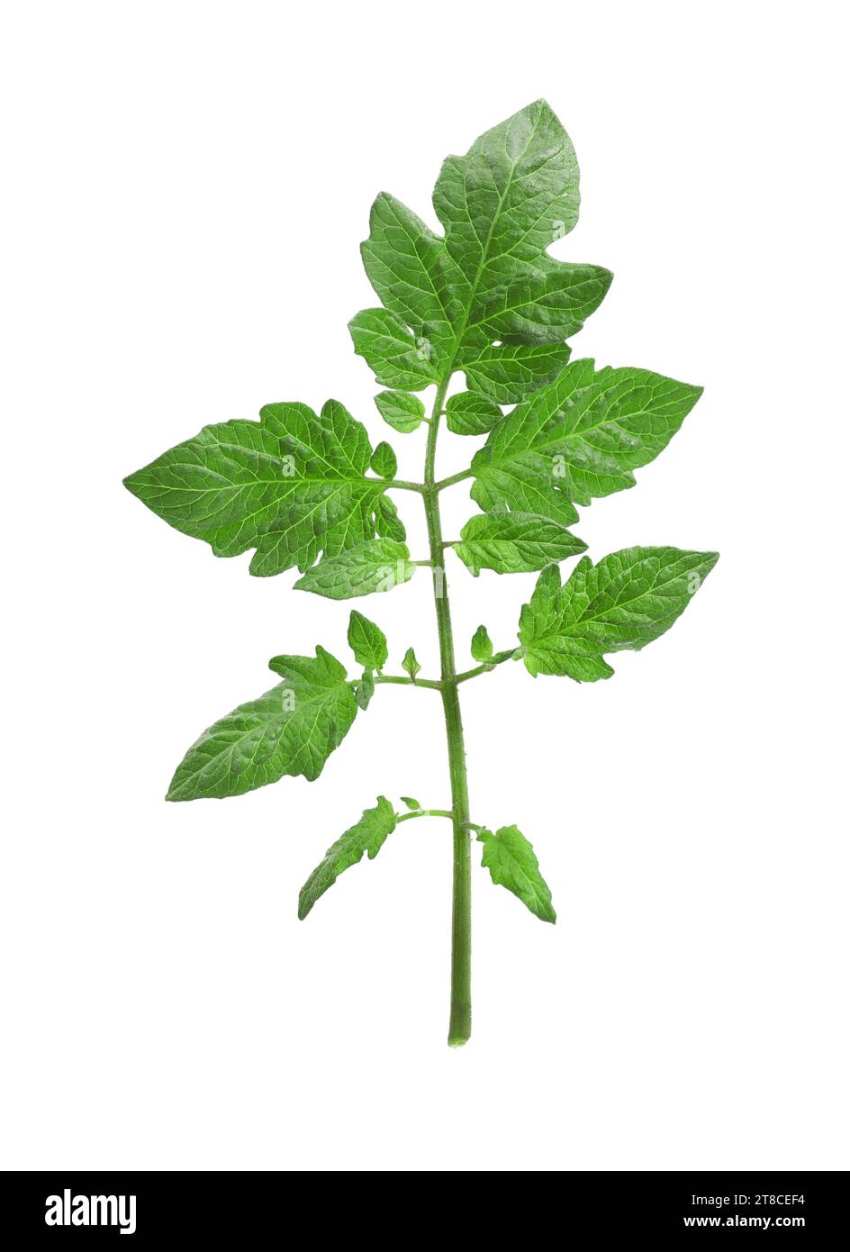 Branch of tomato plant with leaves isolated on white Stock Photo - Alamy