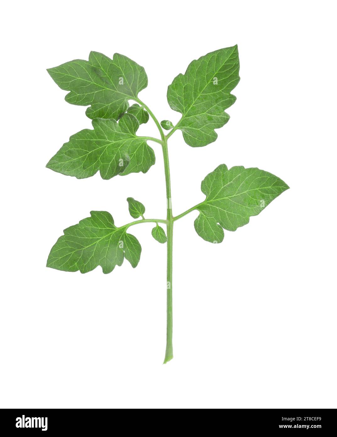 Branch of tomato plant with leaves isolated on white Stock Photo - Alamy