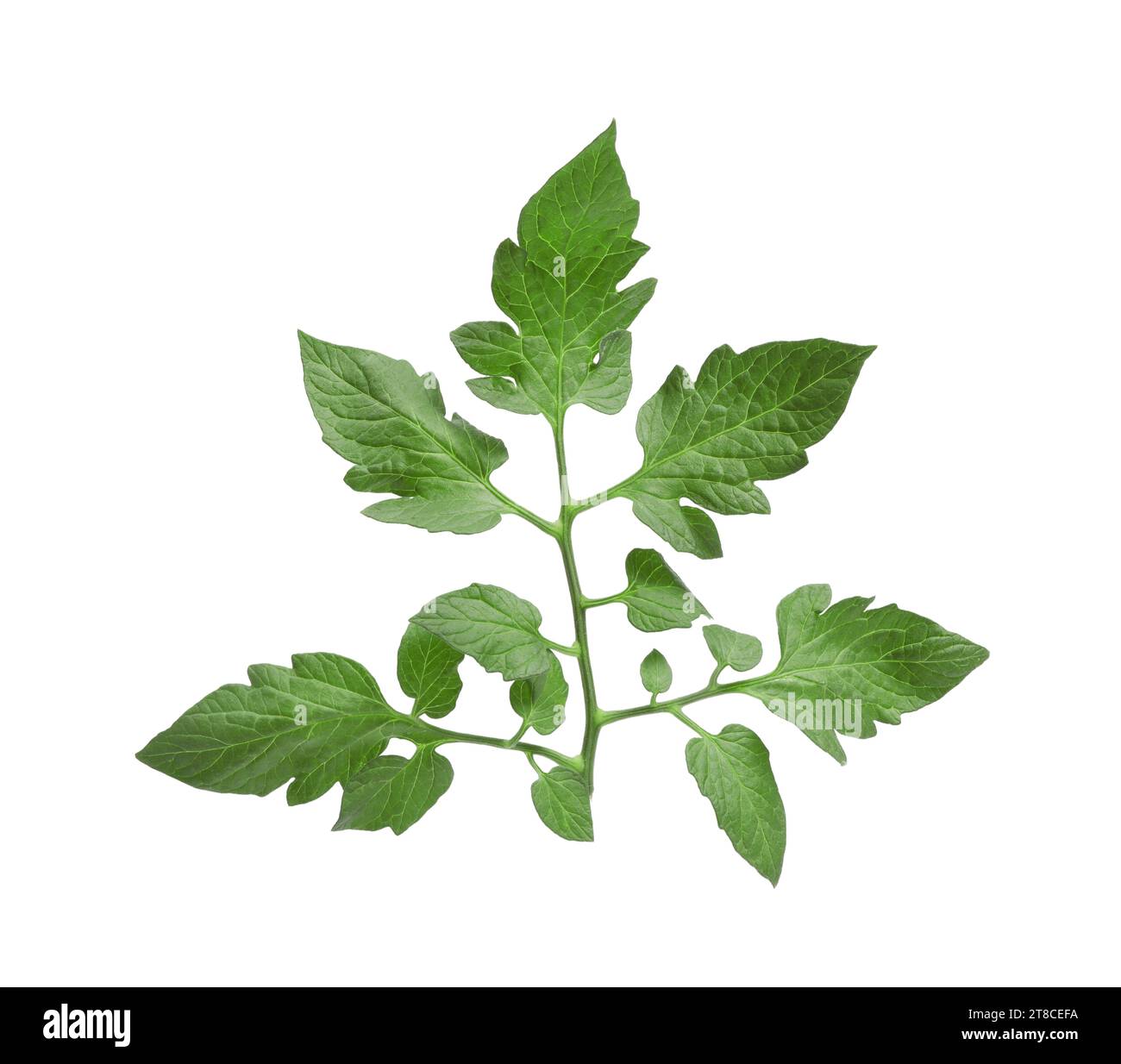 Branch of tomato plant with leaves isolated on white Stock Photo - Alamy