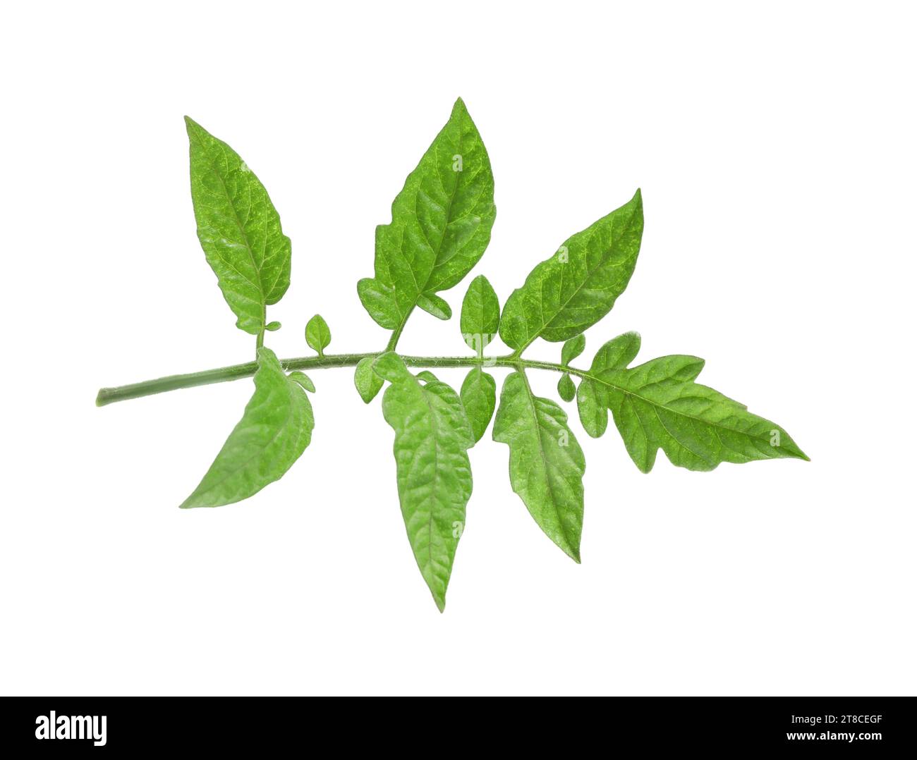 Branch of tomato plant with leaves isolated on white Stock Photo - Alamy