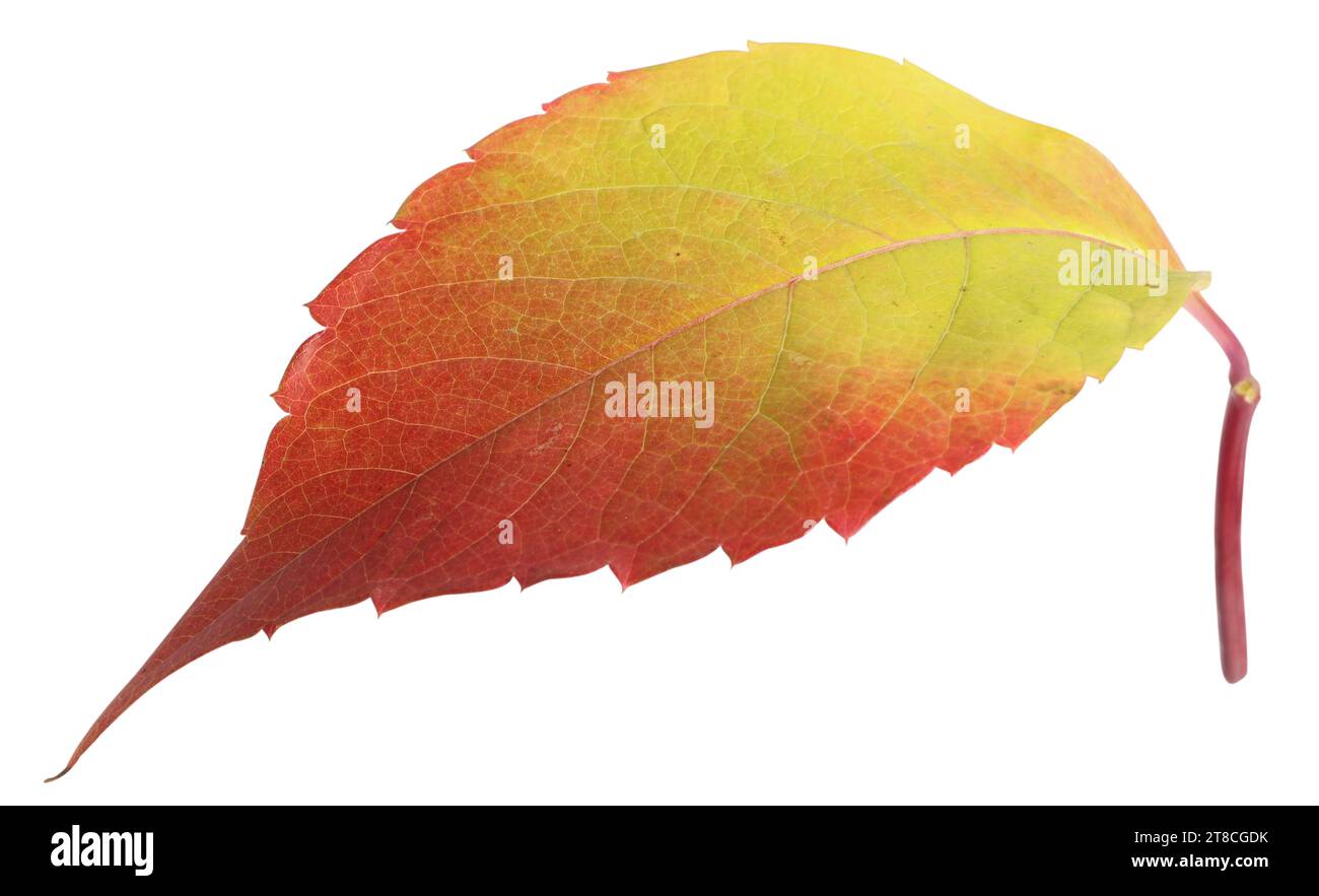 Autumn season. Bright leaf isolated on white Stock Photo - Alamy