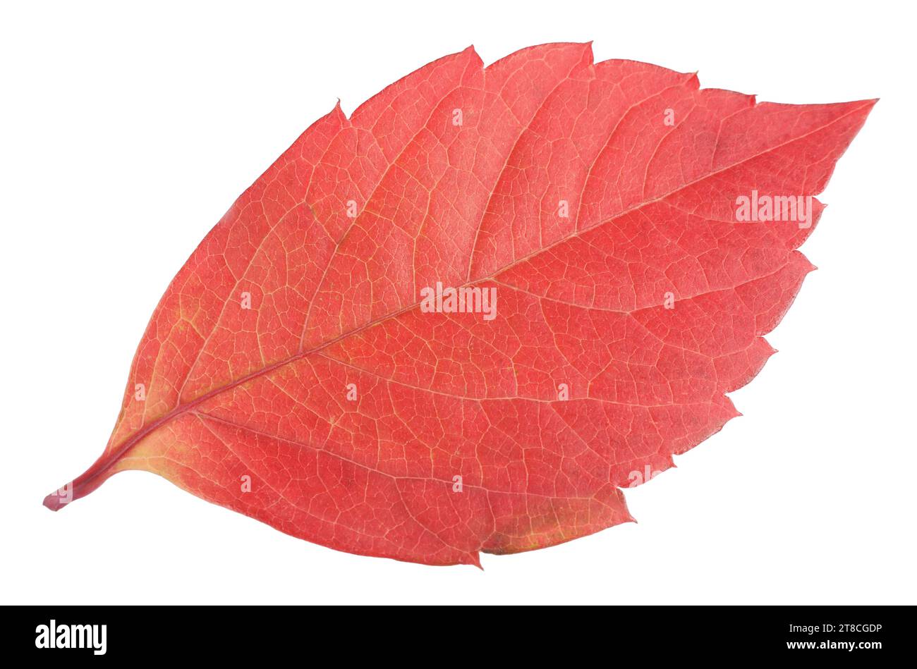 Autumn season. Bright leaf isolated on white Stock Photo - Alamy