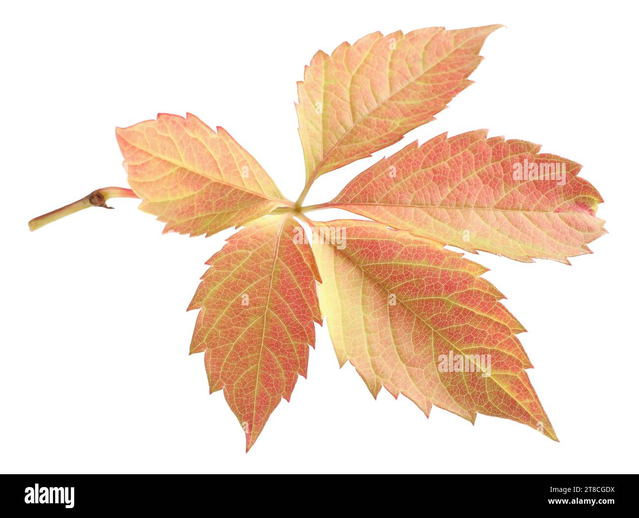 Autumn season. Bright leaf isolated on white Stock Photo - Alamy