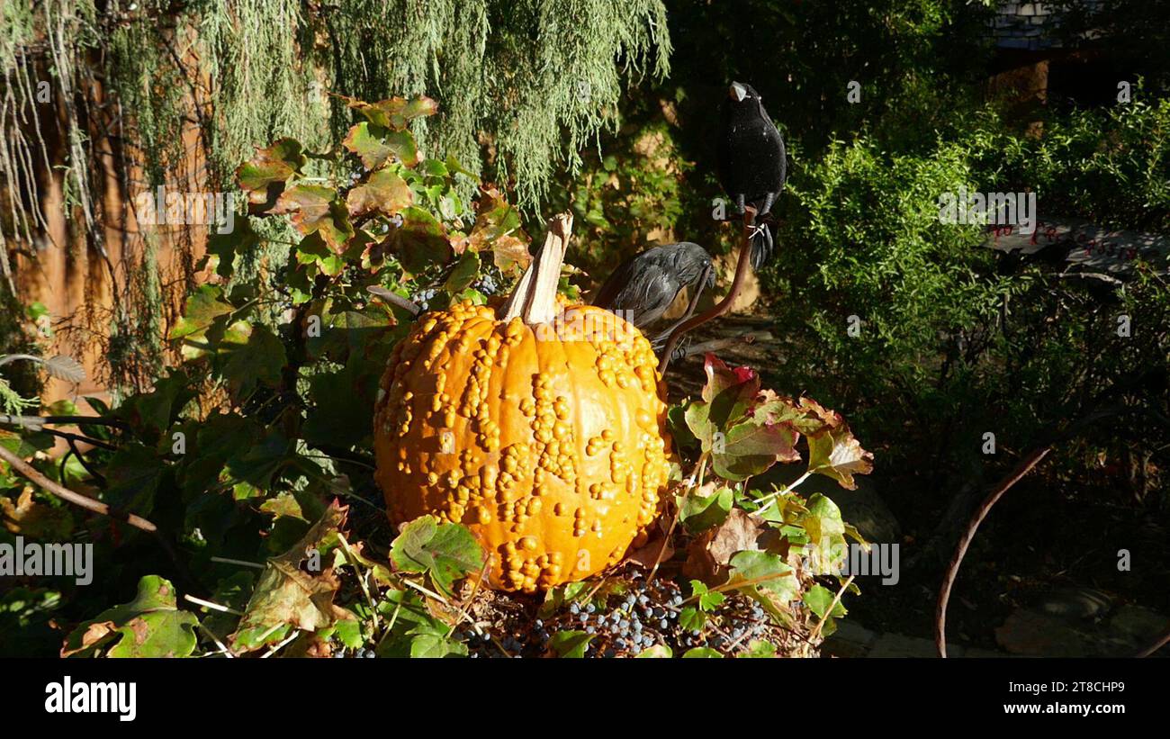 Beverly Hills, California, USA 19th November 2023 A general view of ...