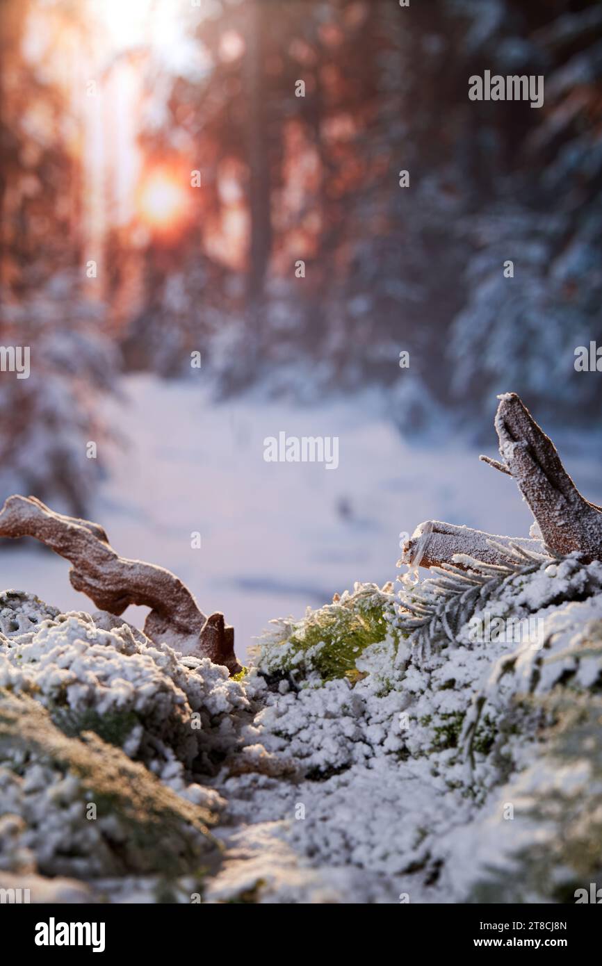 Product showcase backgrounds, Product image background, Photography ...