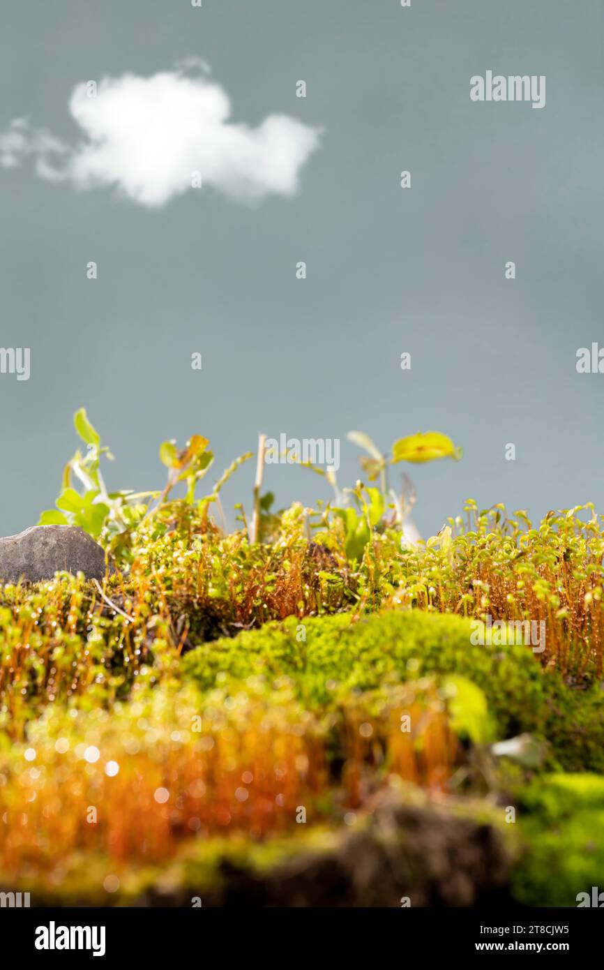 Product exhibition backgrounds, Studio backdrop for product photos ...