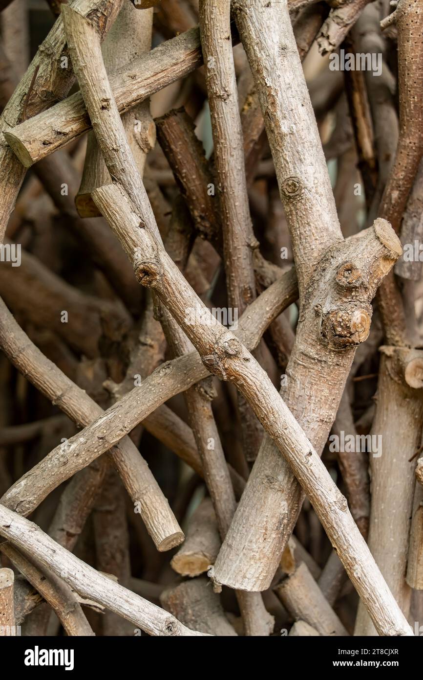 Cut branches of a tree stacked in a pile Stock Photo - Alamy