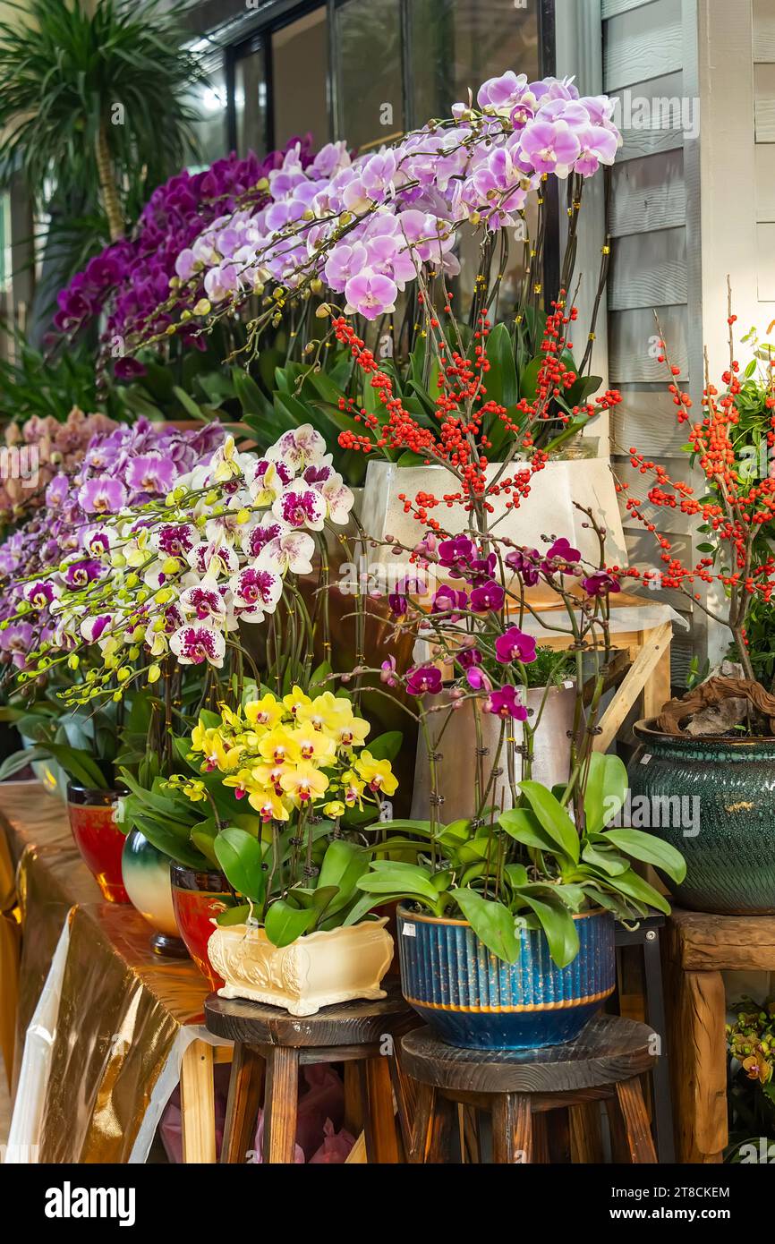 Orchid flower in orchid garden at spring day Stock Photo - Alamy