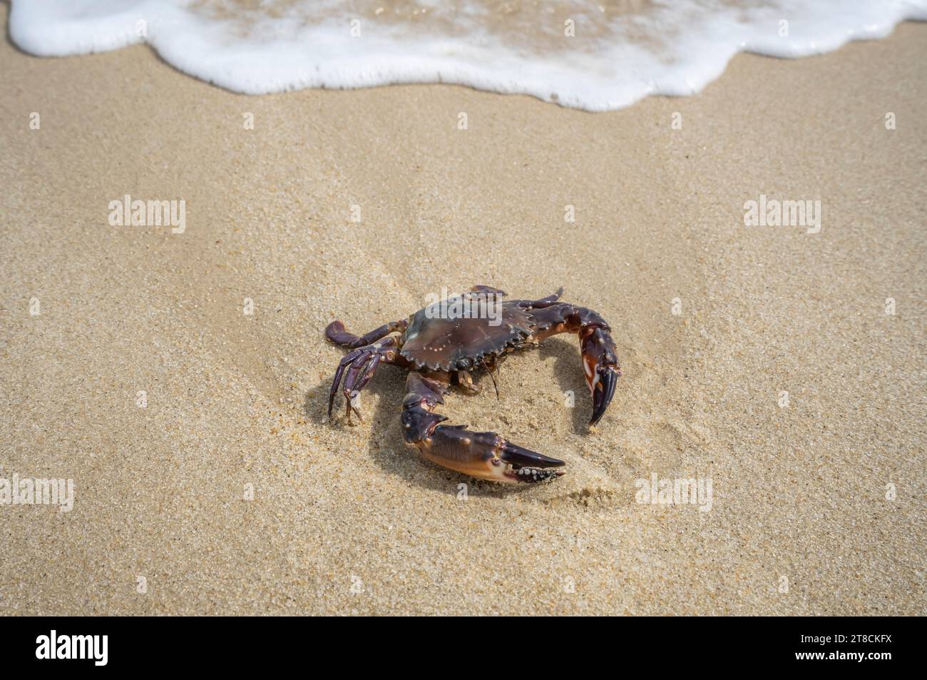 Sea crab in the sand near the water Stock Photo - Alamy
