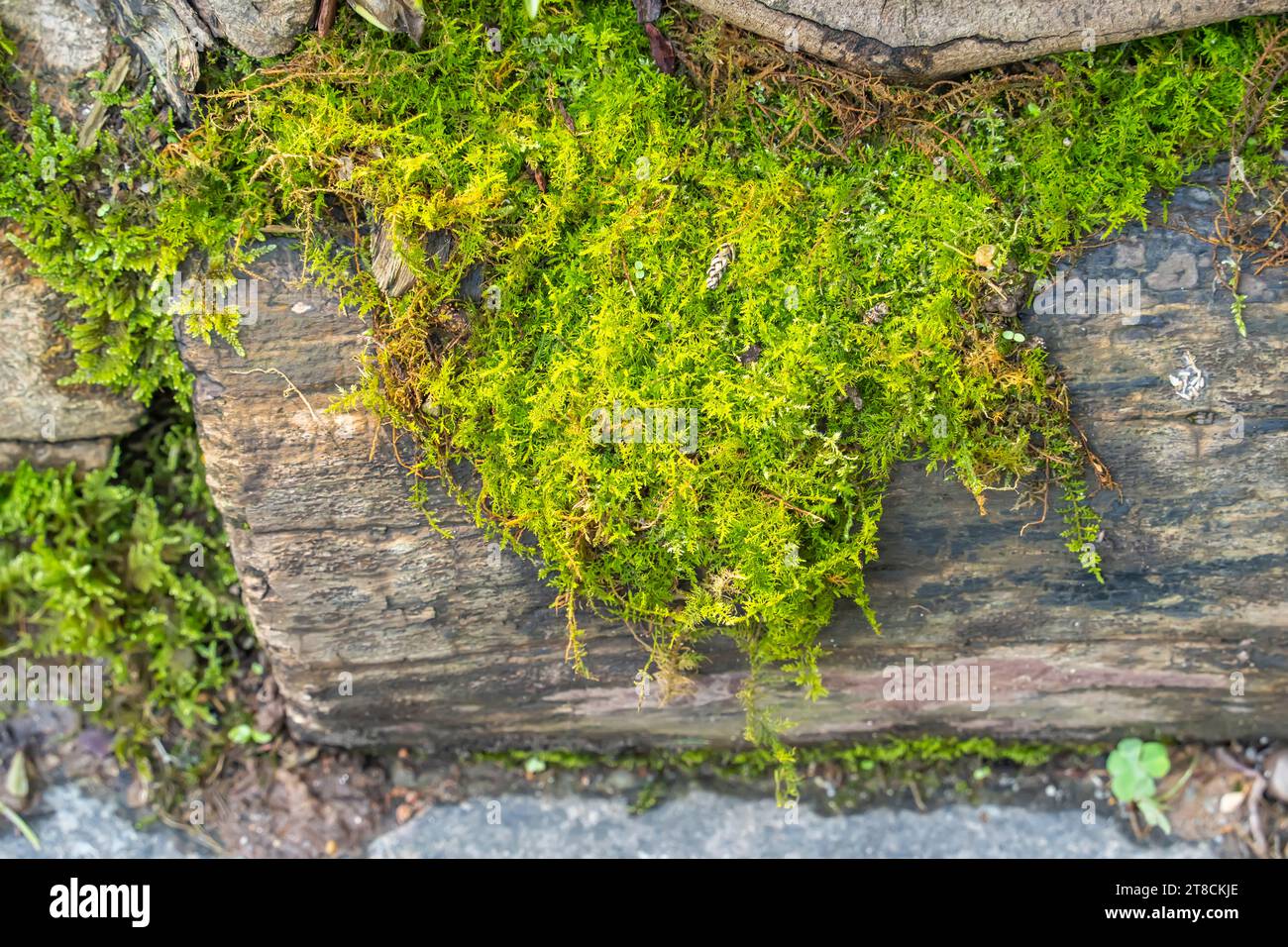 Moss is used for gardens and bonsai as a aesthetic sense Stock Photo ...