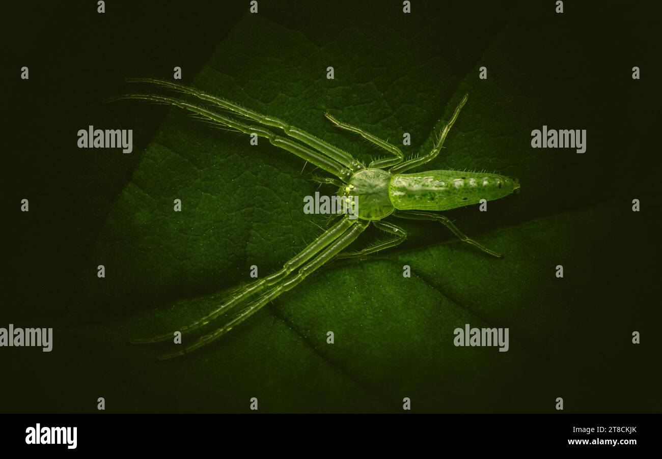 Oxytate striatipes, Grass crab spiders, Green crab spider on green leaf ...