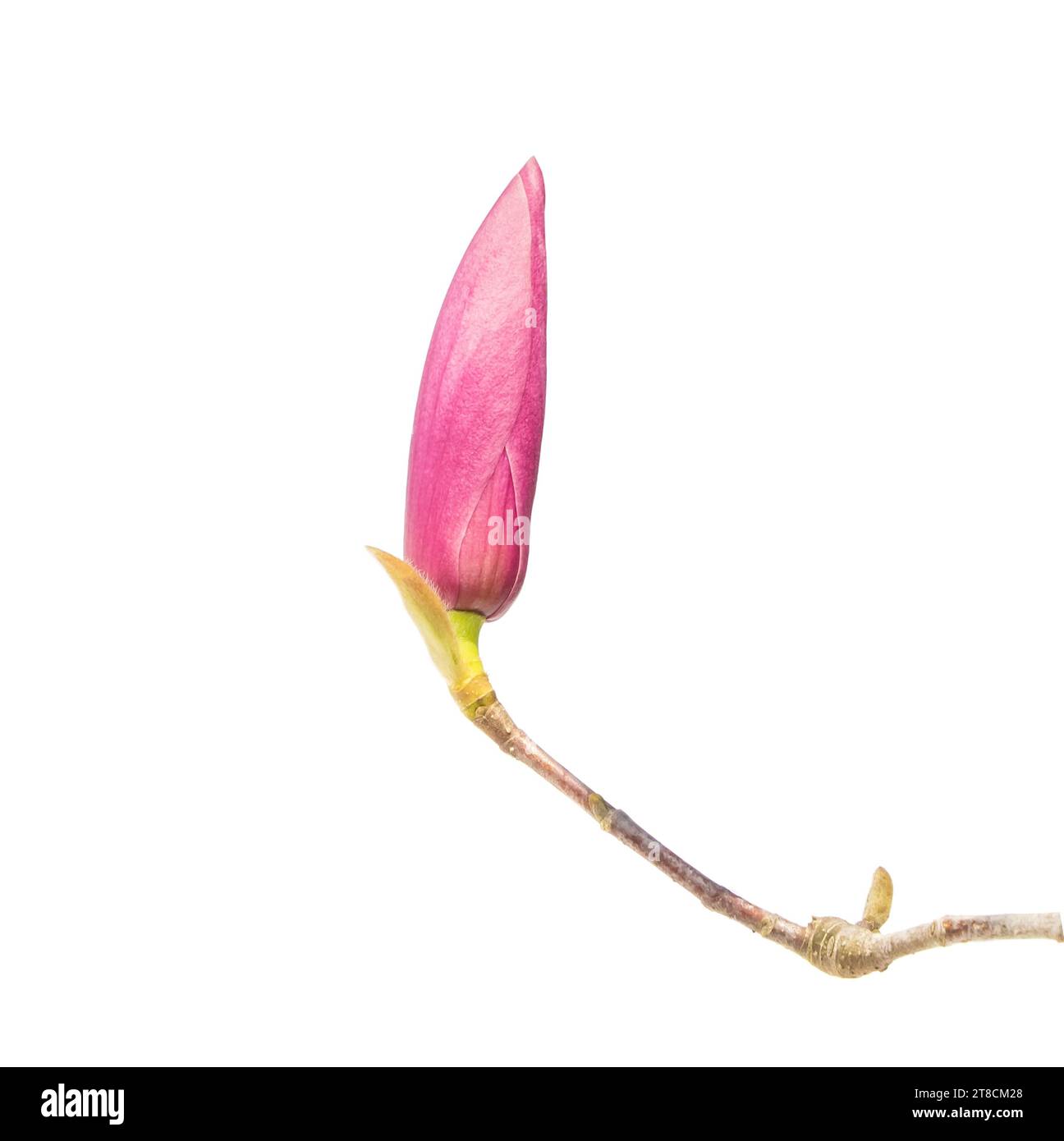 magnolia isolated on white background Stock Photo - Alamy
