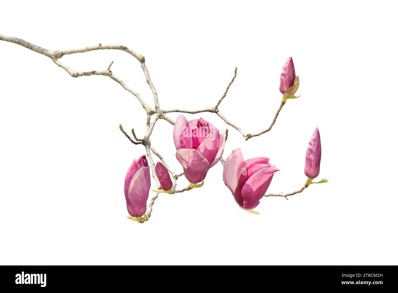 magnolia isolated on white background Stock Photo - Alamy