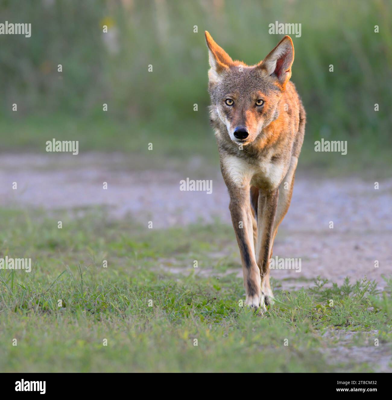 An urban coyote (Canis latrans) running across a park in the evening ...
