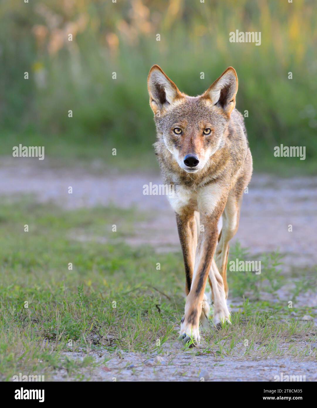 An urban coyote (Canis latrans) running across a park in the evening ...