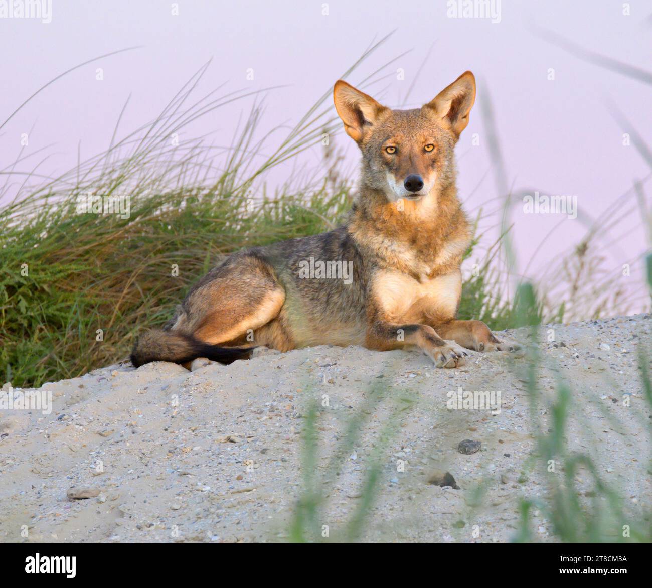 Coyote (Canis latrans) lying on sand dune under evening twilight ...
