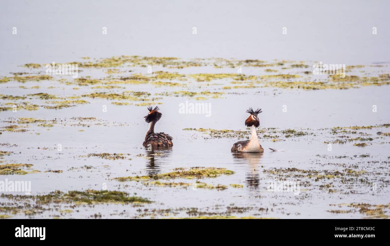 Mating games of two water birds Great Crested Grebes. Two waterfowl ...