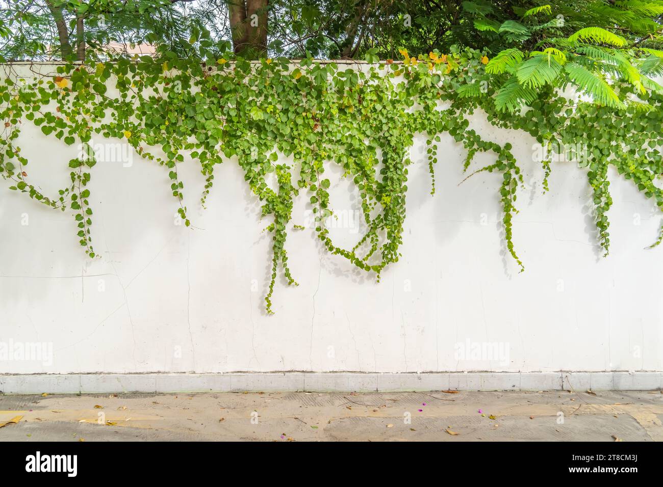 green ivy isolated on white background Stock Photo - Alamy