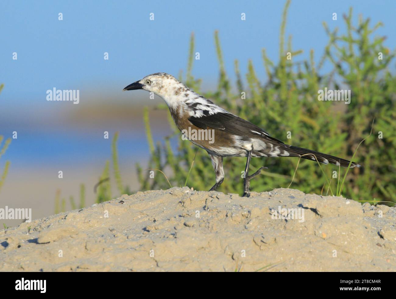 Grackles hi-res stock photography and images - Alamy