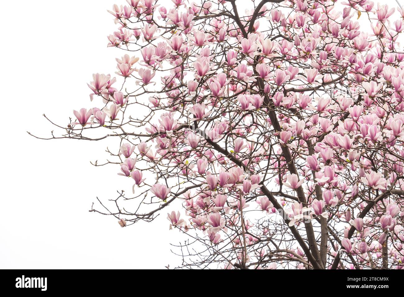 magnolia isolated on white background Stock Photo - Alamy