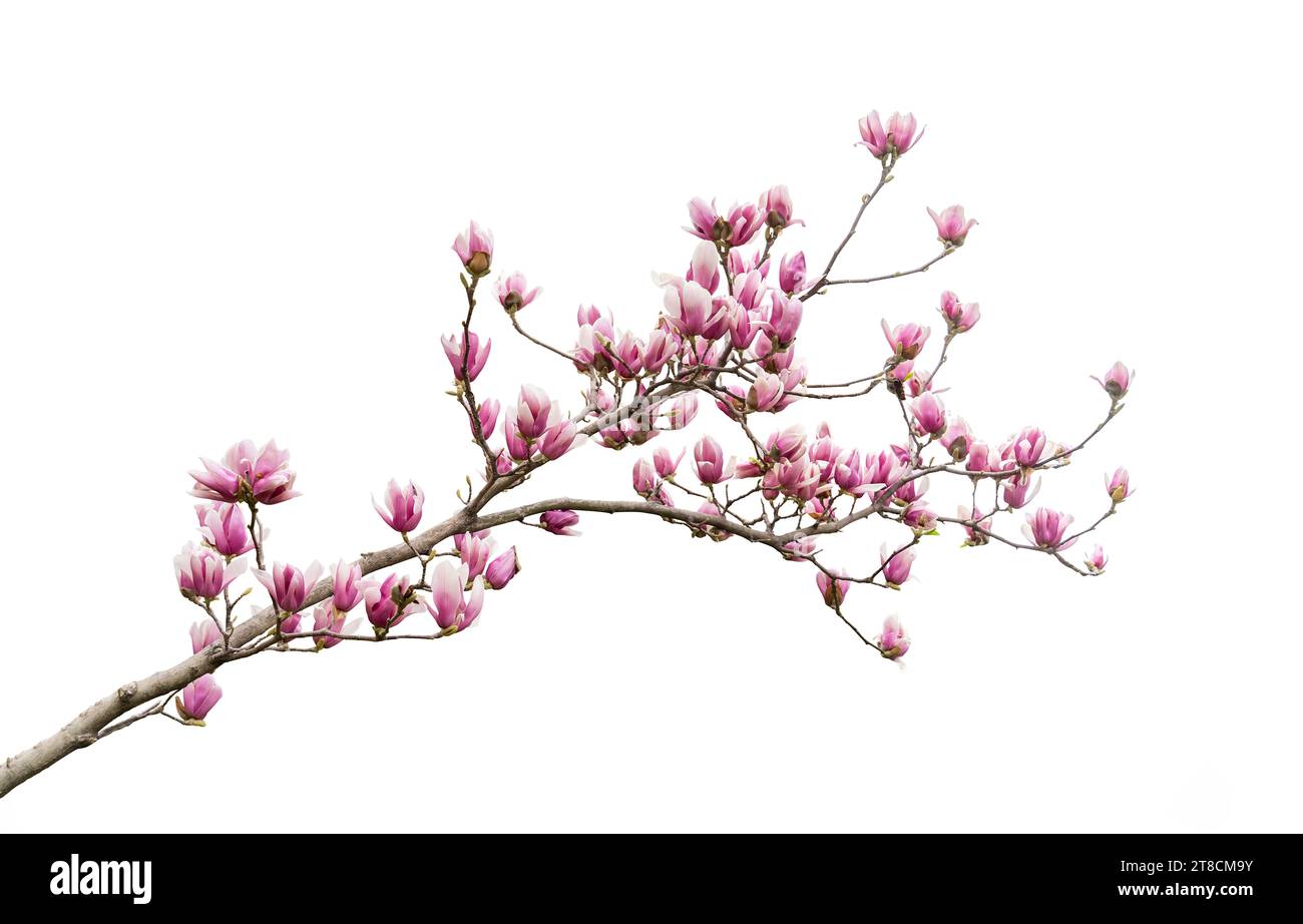 magnolia isolated on white background Stock Photo - Alamy