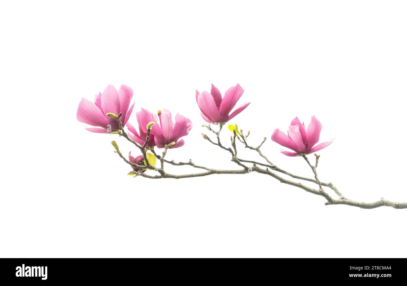 magnolia isolated on white background Stock Photo - Alamy