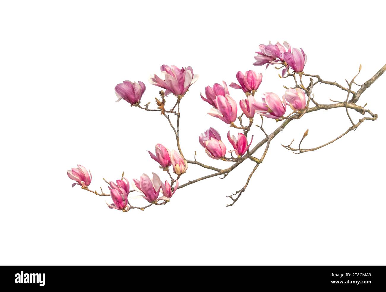 magnolia isolated on white background Stock Photo - Alamy