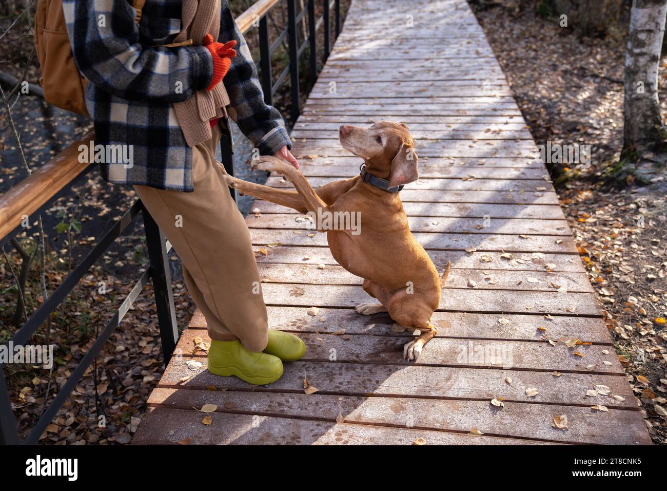 Pet lover training clever obedient hound dog sitting on hind paws while ...