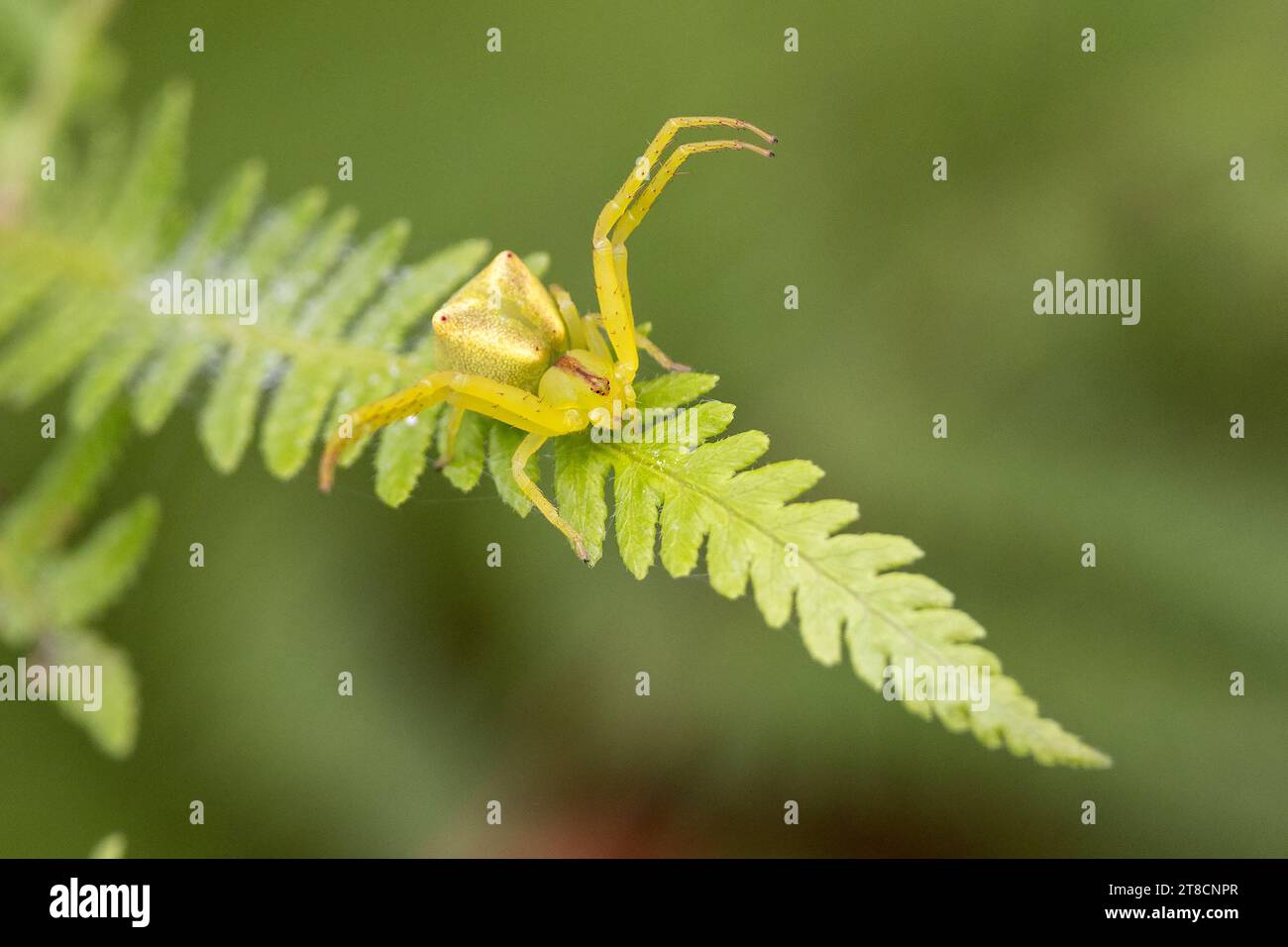 Flower or Crab spider resting on fern frond Stock Photo - Alamy