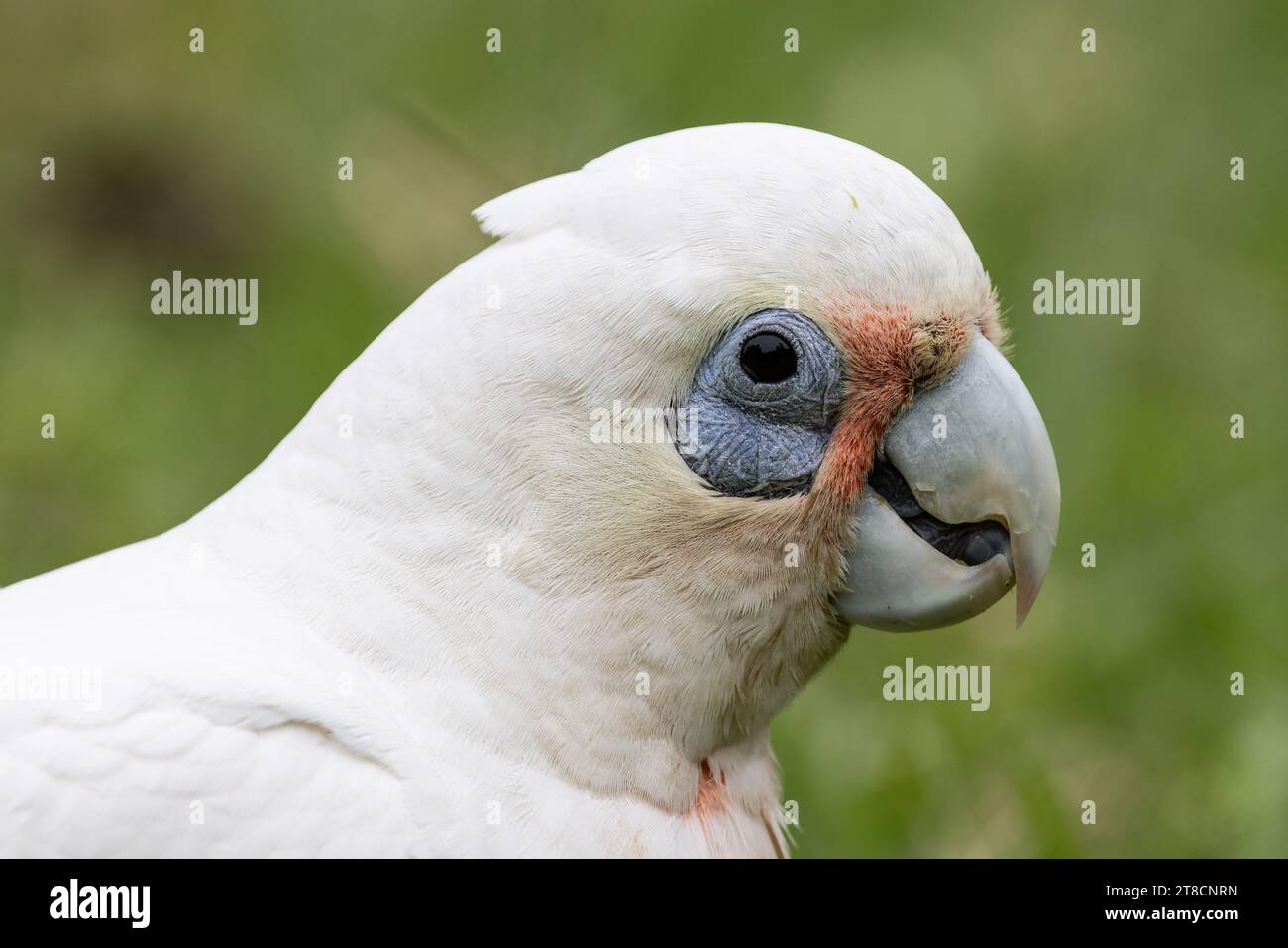Close up of Australian Little Corella Stock Photo - Alamy