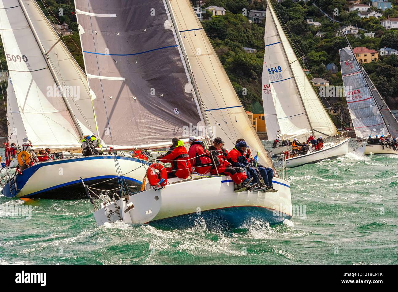 Keeler sailing, Wellington Harbour, New Zealand Stock Photo - Alamy