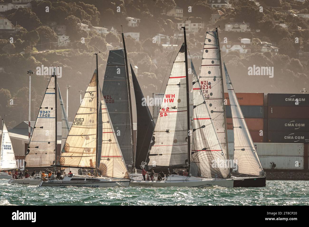 Yacht racing, Wellington Harbour, New Zealand Stock Photo - Alamy