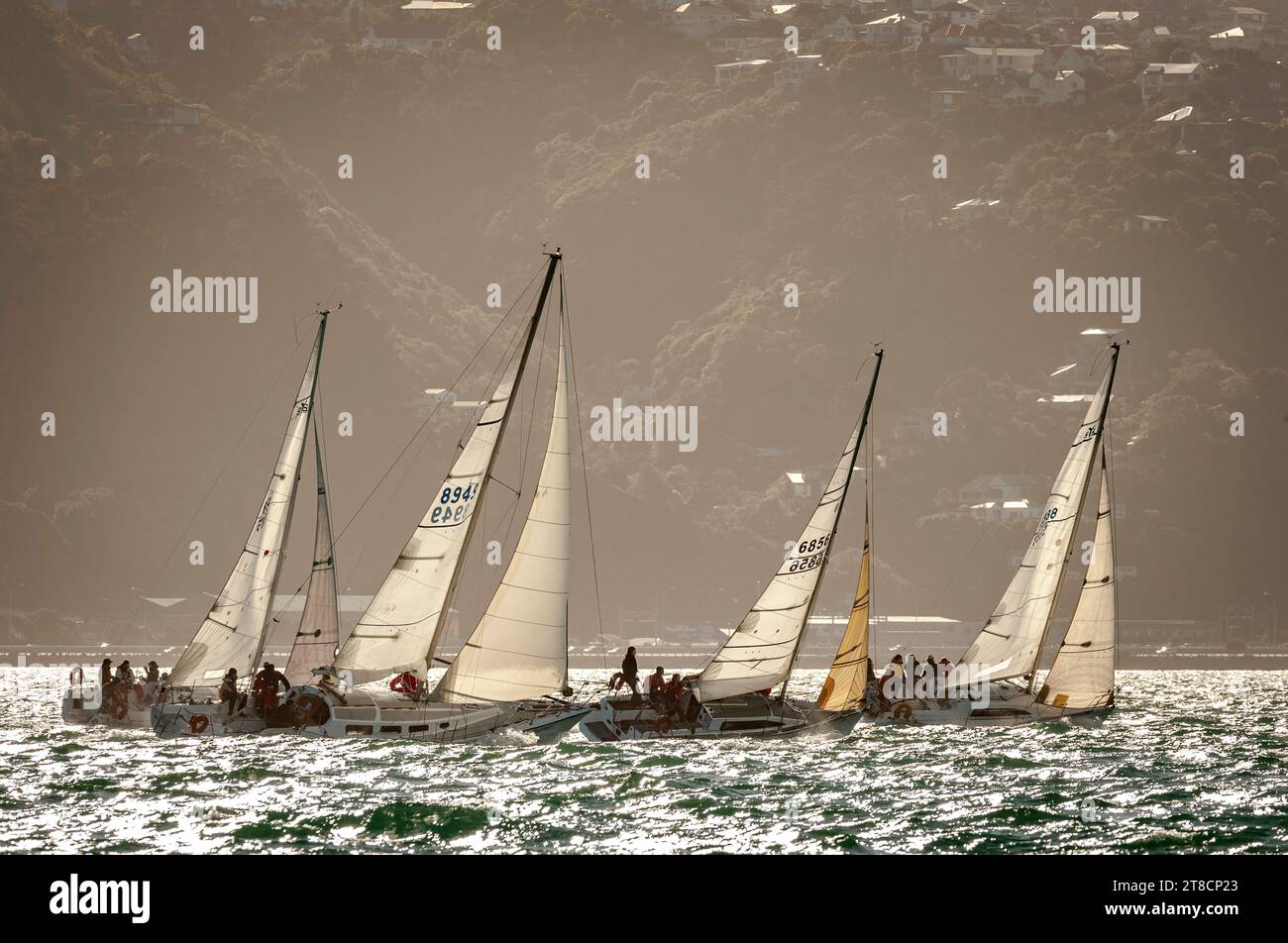 Yacht racing, Wellington Harbour, New Zealand Stock Photo - Alamy