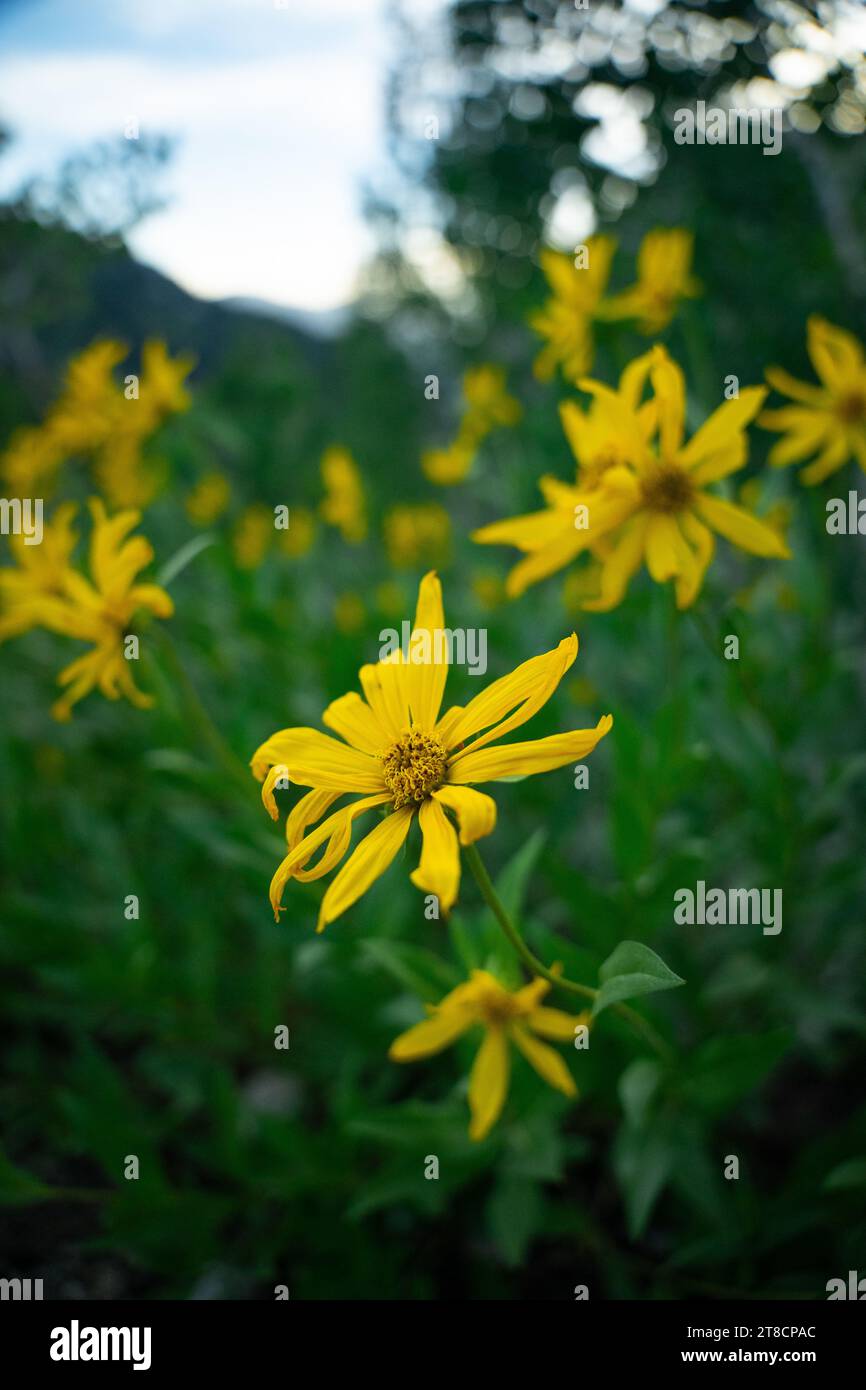 Yellow sunflower wildflowers in beautiful hi-res stock photography and ...