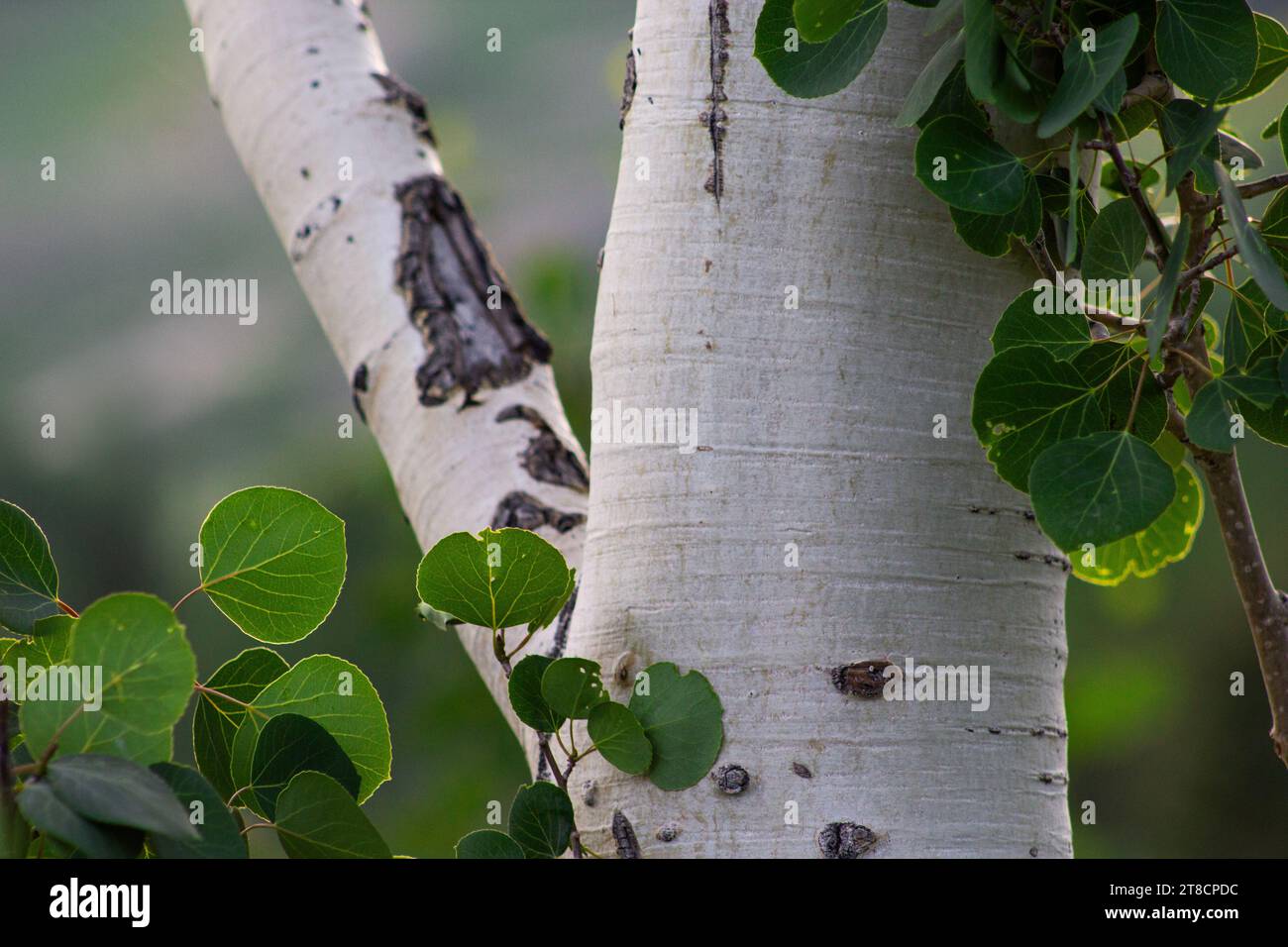 Aspen tree texture hi-res stock photography and images - Alamy