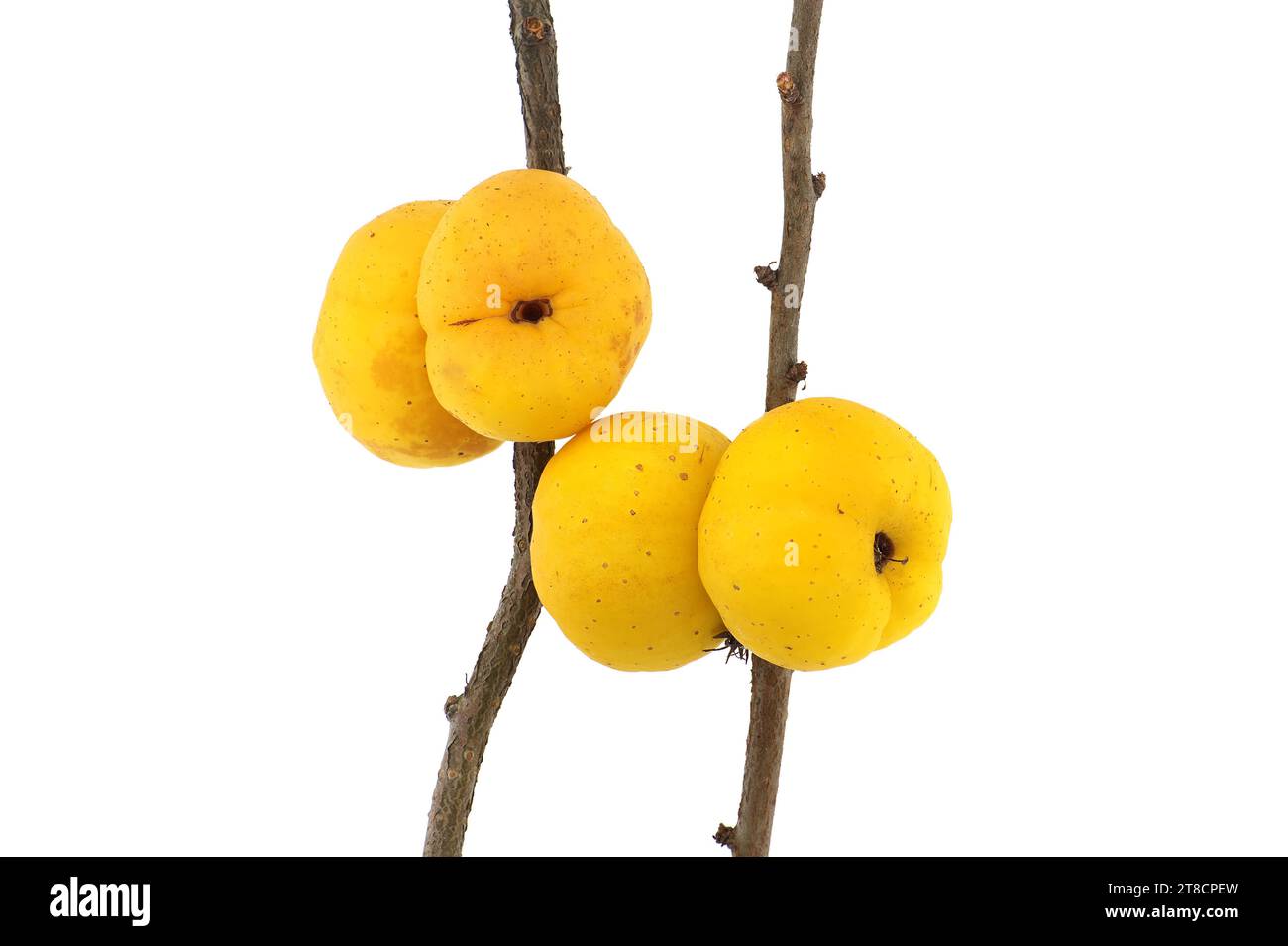 Bright golden-yellow quince fruits on leafless thorny branch isolated ...
