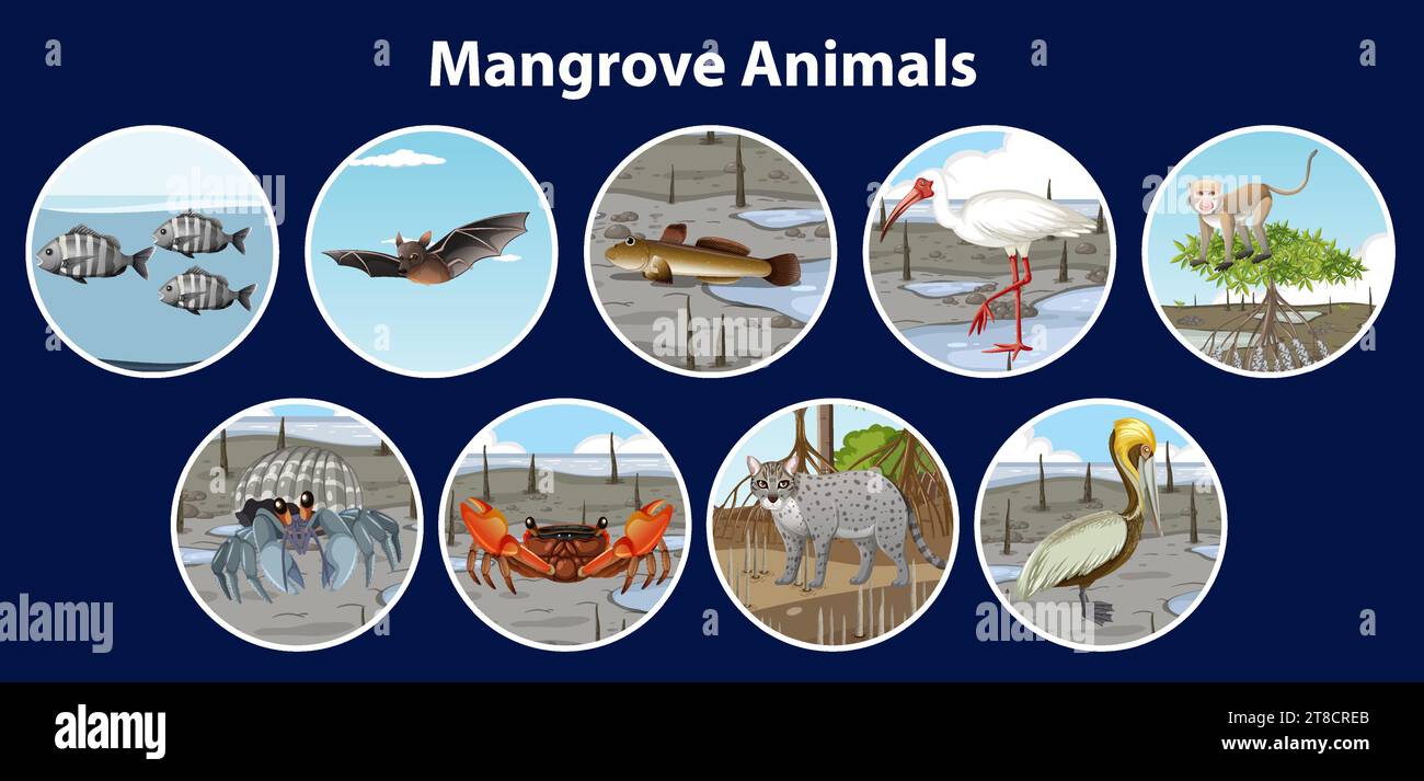 Illustration of mangrove animals in a circular vector art style Stock ...