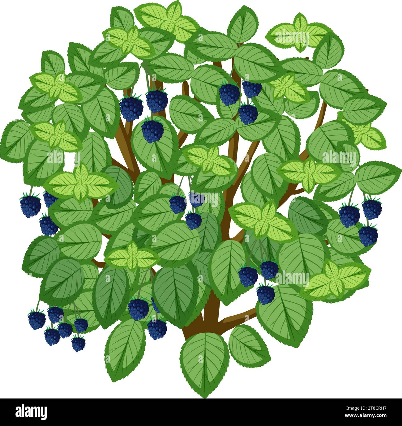 Vector cartoon illustration of a blueberry plant with its fruit Stock ...