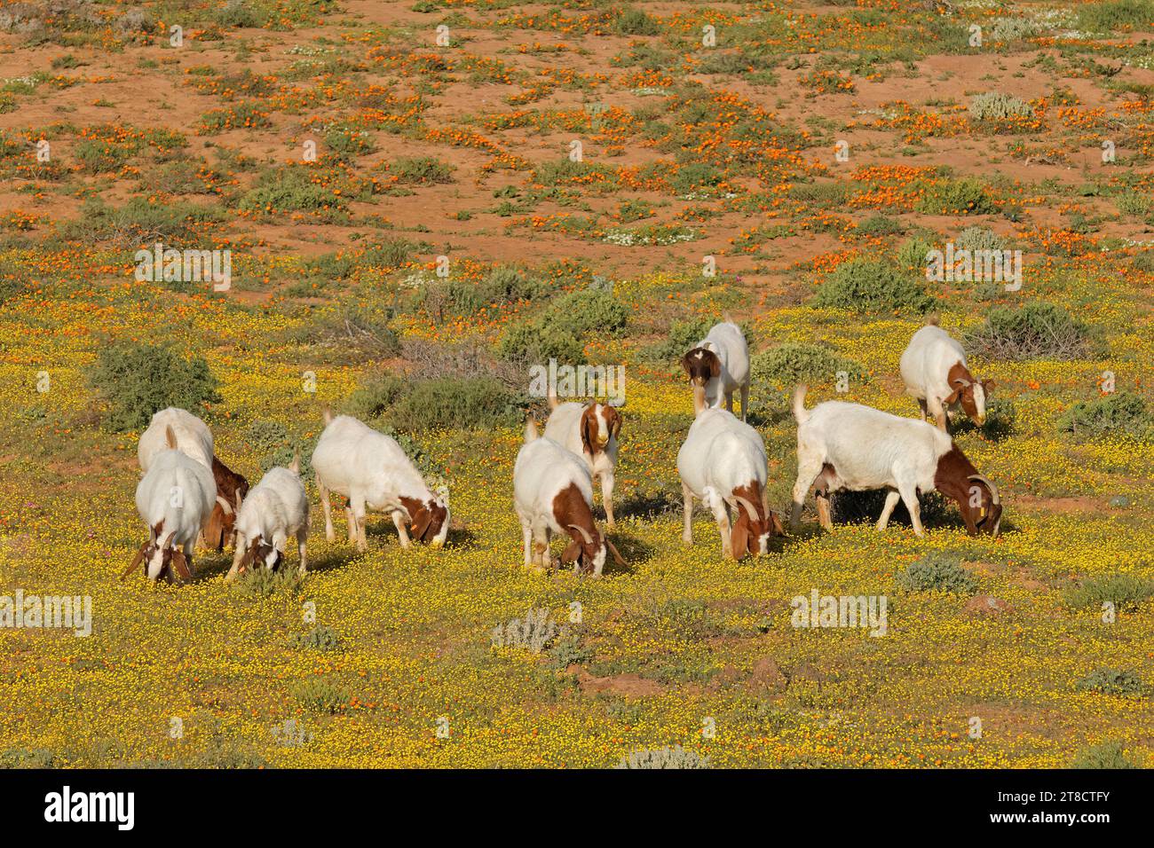 Free-range goats feeding in a field with yellow wild flowers ...