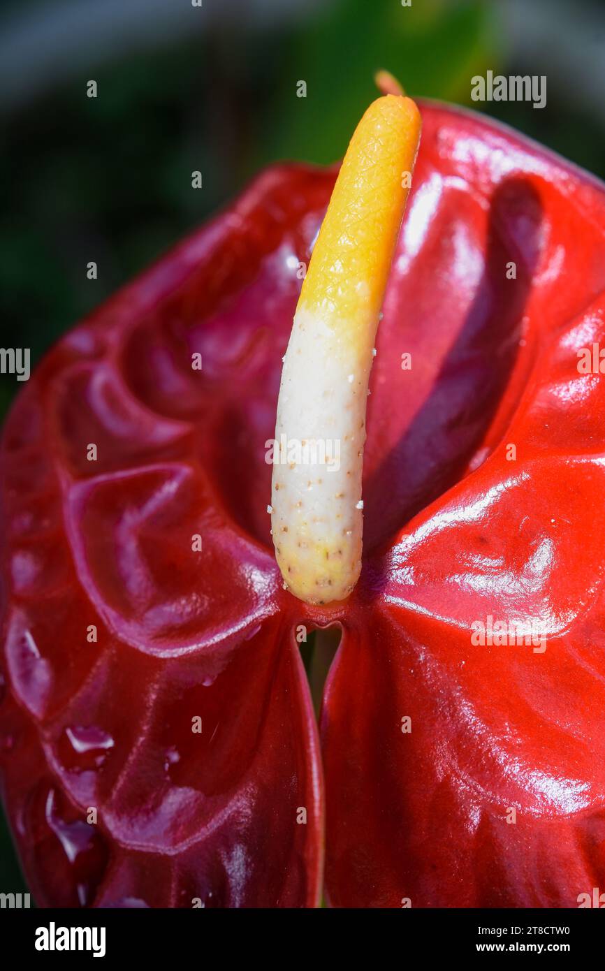 Anthurium Red or the Flamingo plant is a an ornamental plant with heart ...