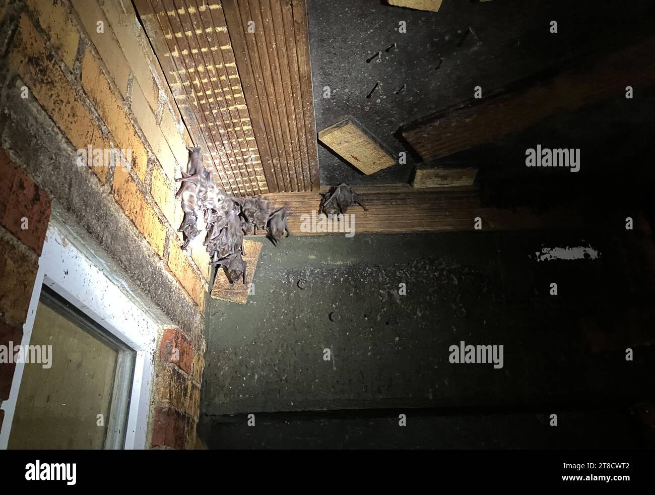 Bat enclosure hi-res stock photography and images - Alamy