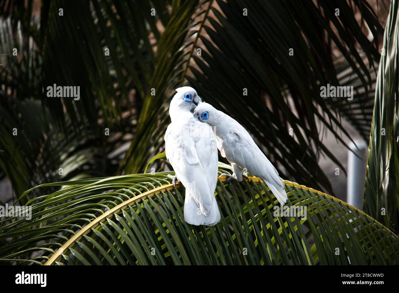 Preening cockatoo hi-res stock photography and images - Alamy