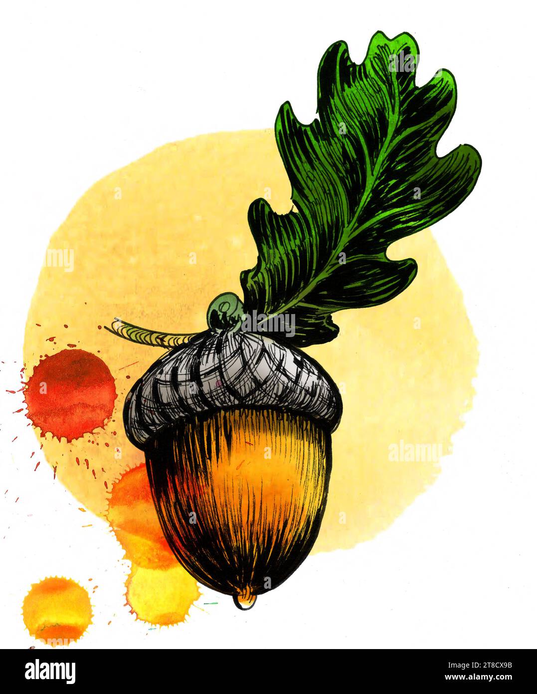 Acorn and leaf. Hand-drawn ink and watercolor sketch Stock Photo - Alamy