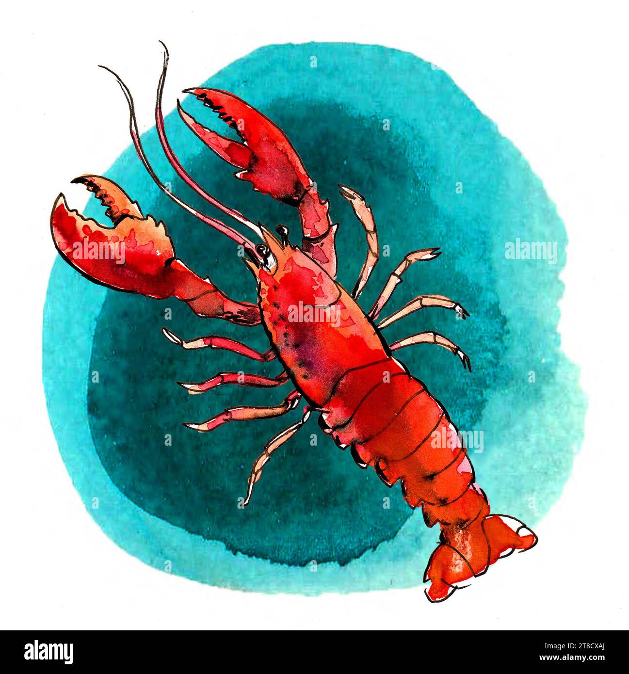 Hand drawn lobster hi-res stock photography and images - Alamy