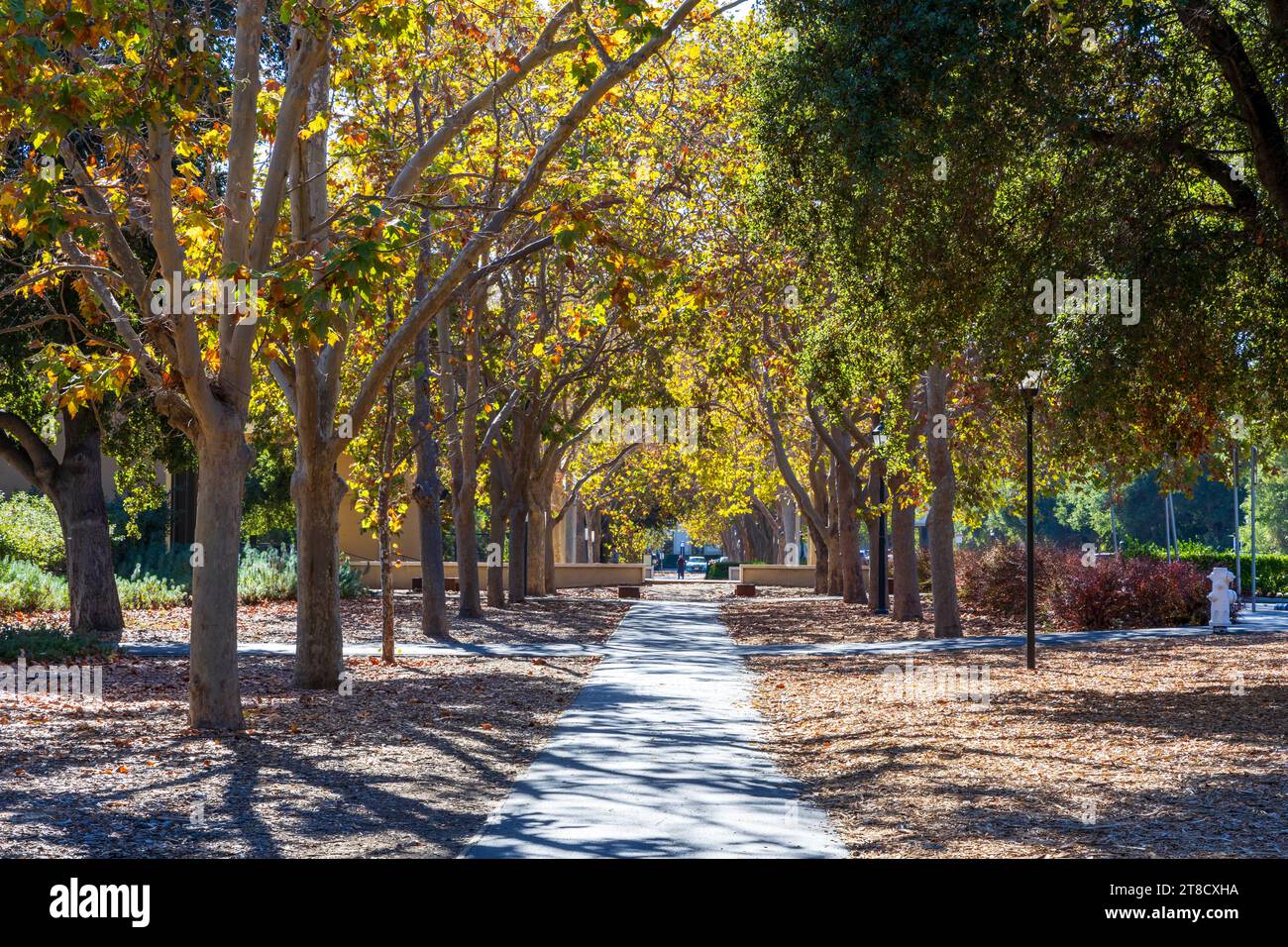Autumn in the Bay Area. Palo Alto, California Stock Photo - Alamy